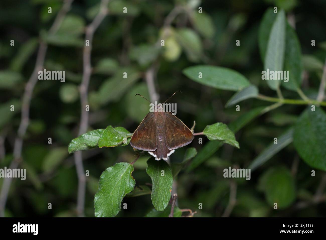 Coyote Cloudywing (Murgaria albociliatus albociliatus) Insecta Stock ...