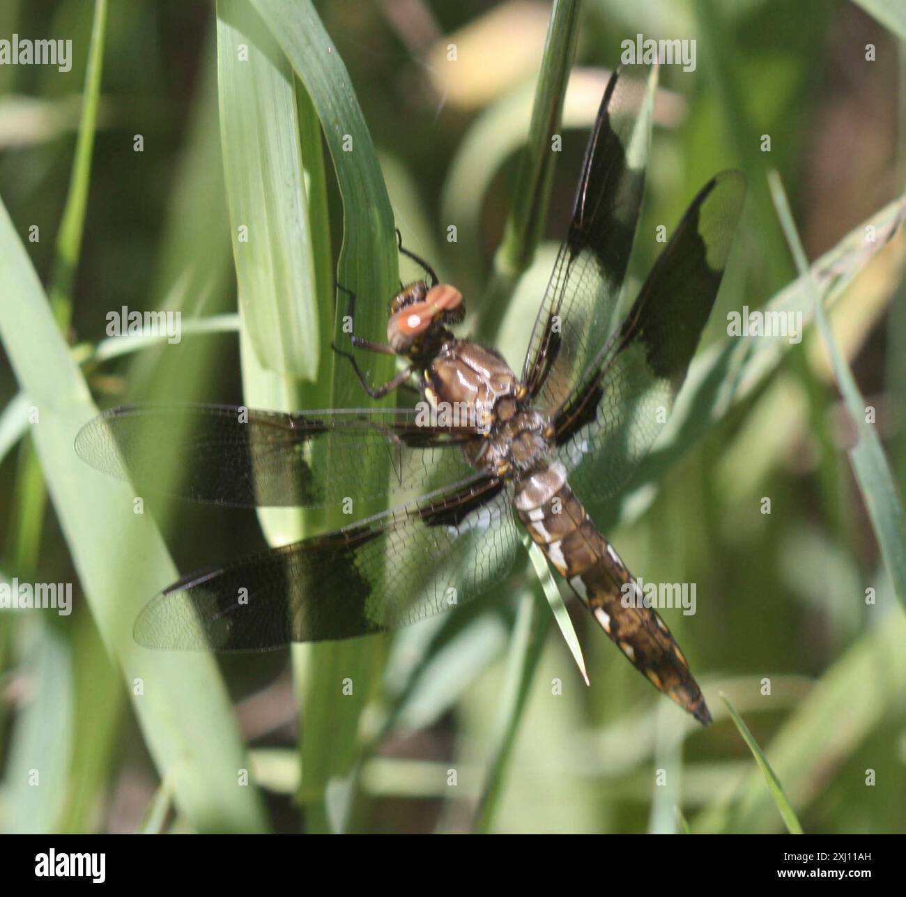 Common Whitetail (Plathemis lydia) Insecta Stock Photo - Alamy