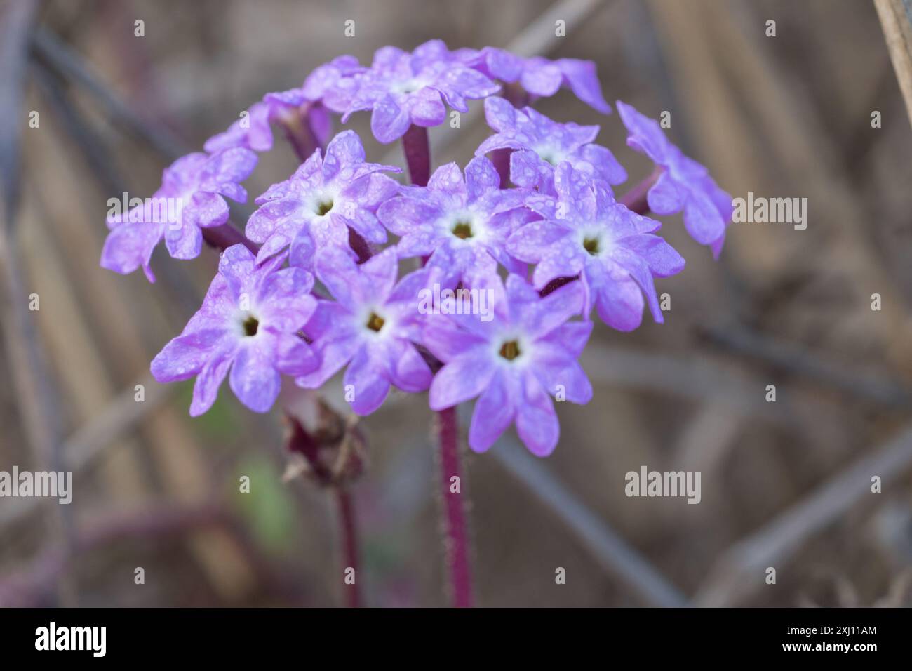Pink Sand Verbena (Abronia umbellata) Plantae Stock Photo - Alamy