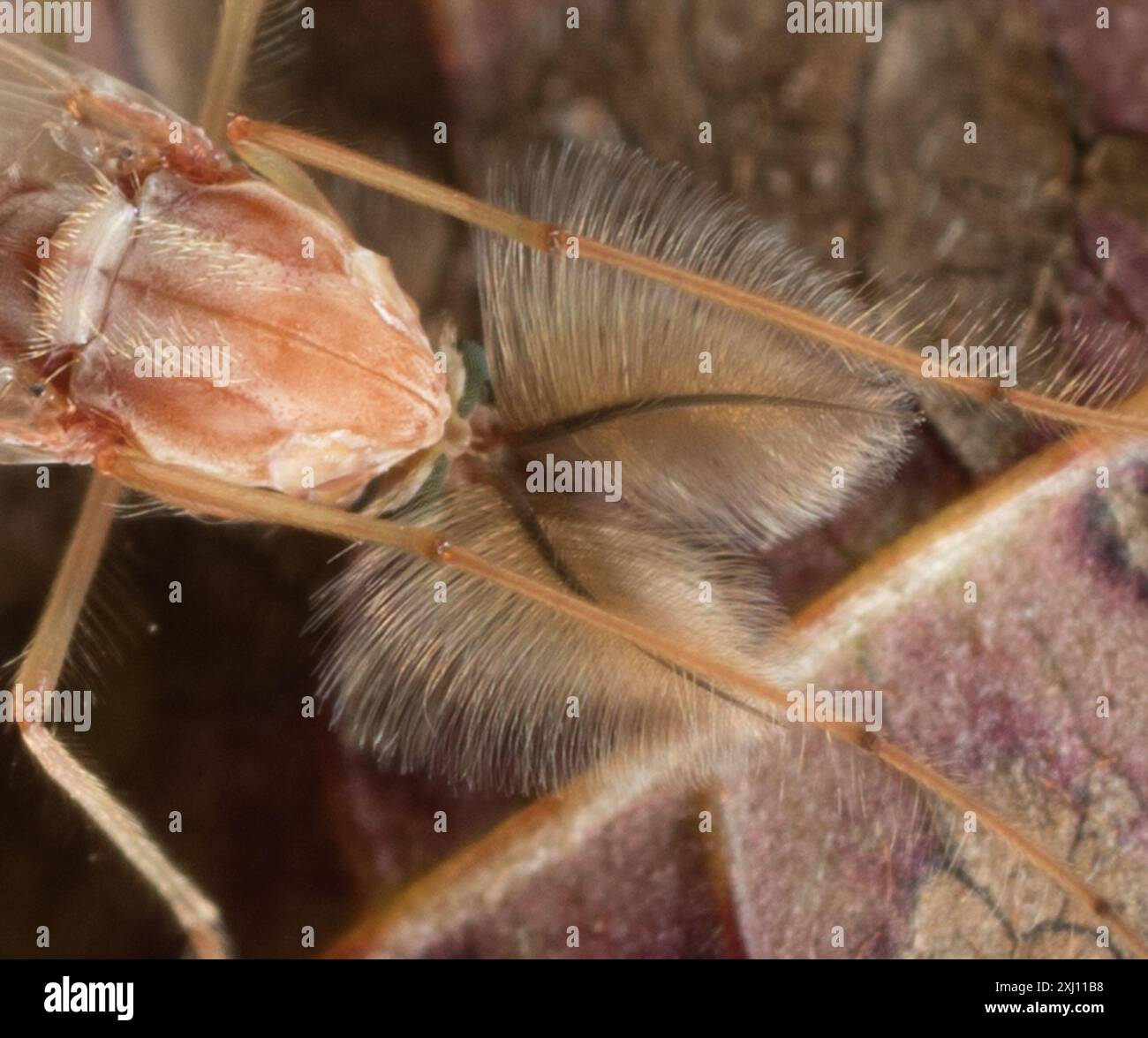 Non-biting Midges (Chironomidae) Insecta Stock Photo - Alamy