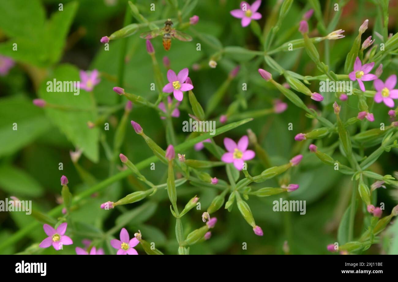 Lesser Centaury (Centaurium pulchellum) Plantae Stock Photo - Alamy