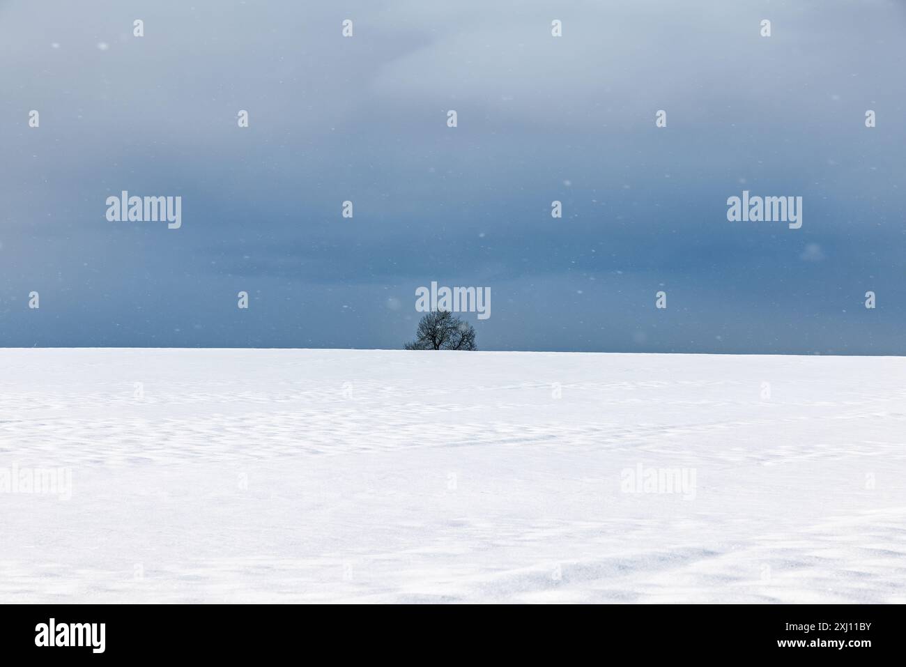 Single green tree snow blue sky hi-res stock photography and images - Alamy