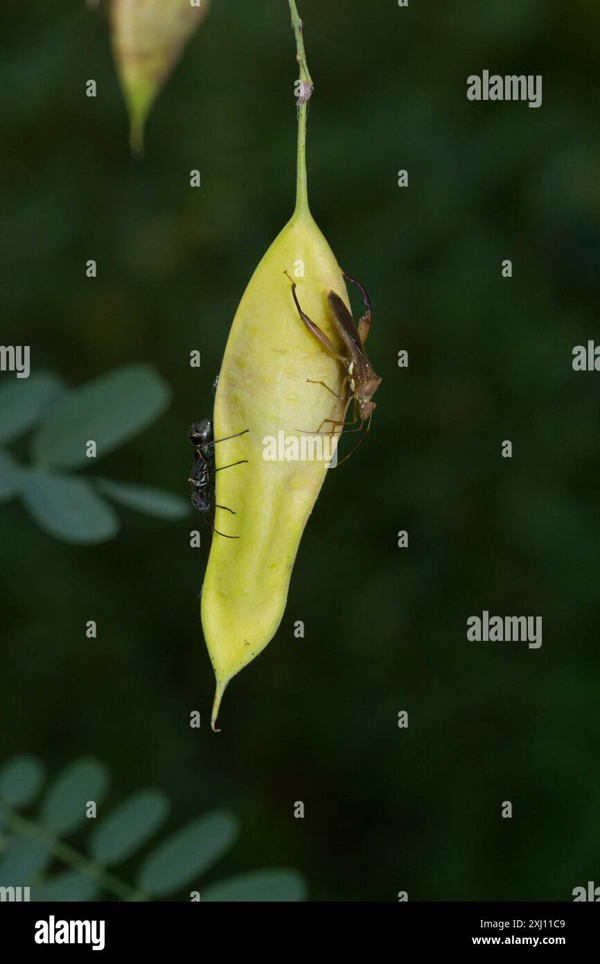 Bow legged hi-res stock photography and images - Alamy