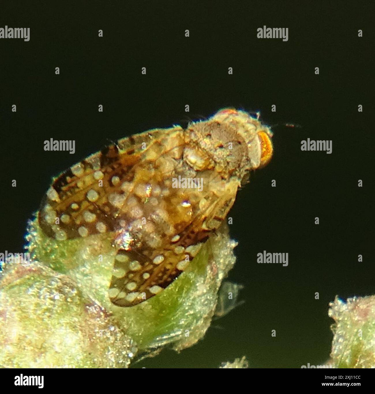 Sourbush Seed Fly (Acinia picturata) Insecta Stock Photo - Alamy