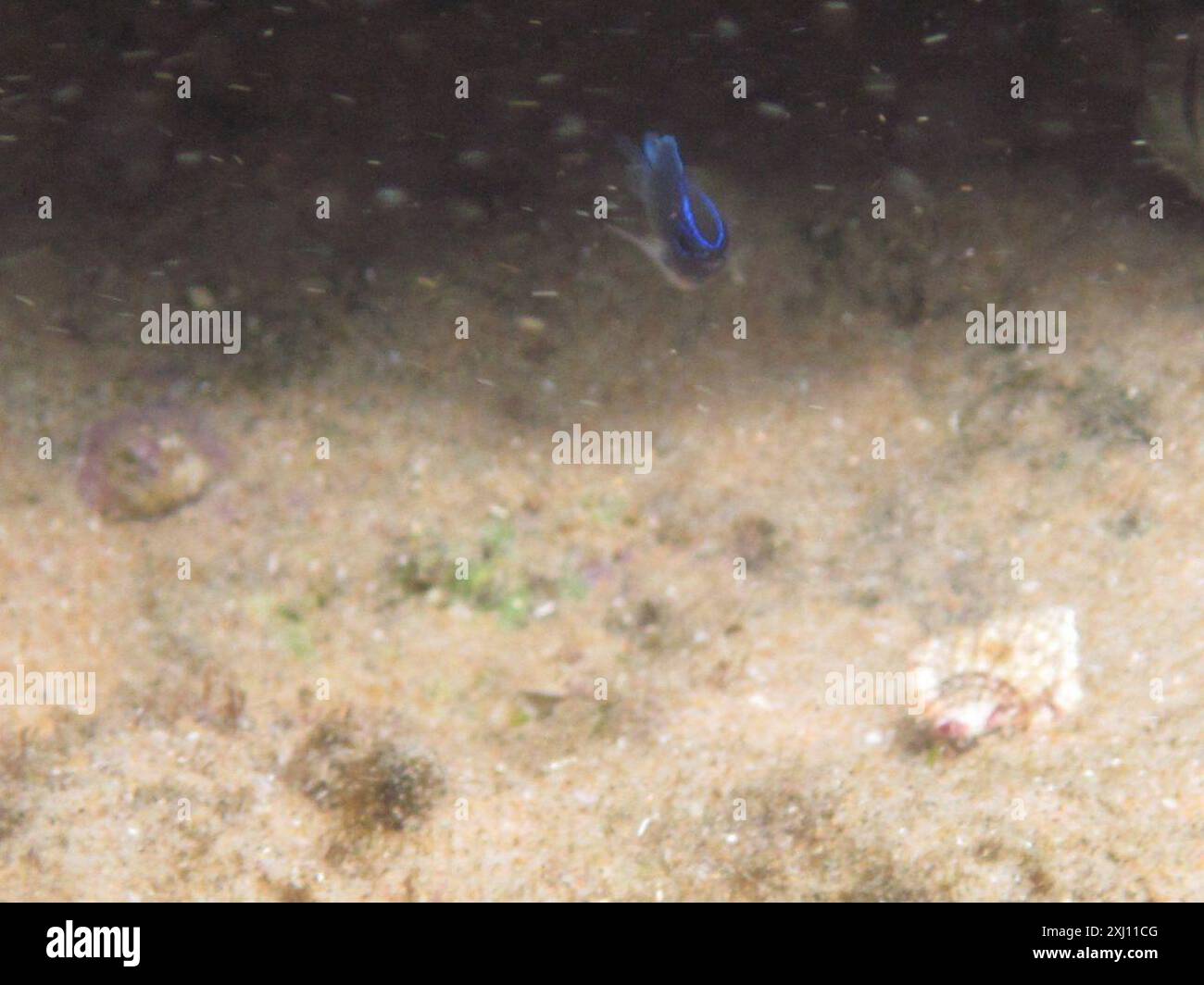 Chrysiptera glauca hi-res stock photography and images - Alamy