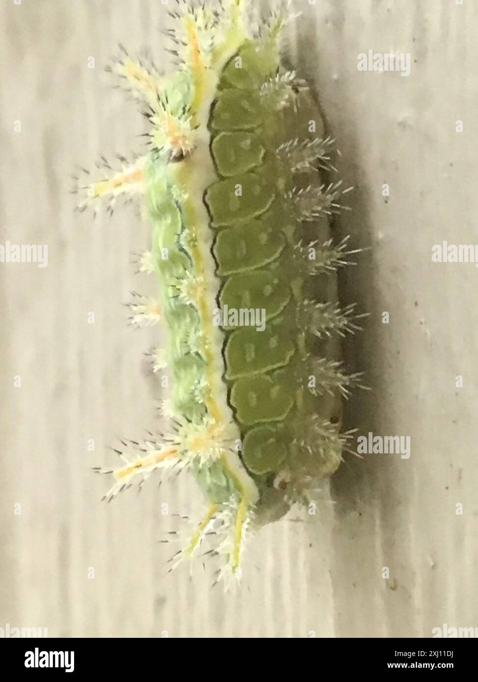 Green Oak-Slug Moth (Euclea incisa) Insecta Stock Photo - Alamy