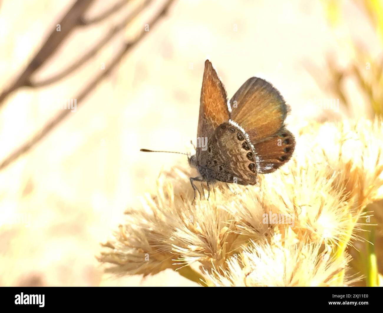 Western Pygmy-Blue (Brephidium exilis) Insecta Stock Photo - Alamy