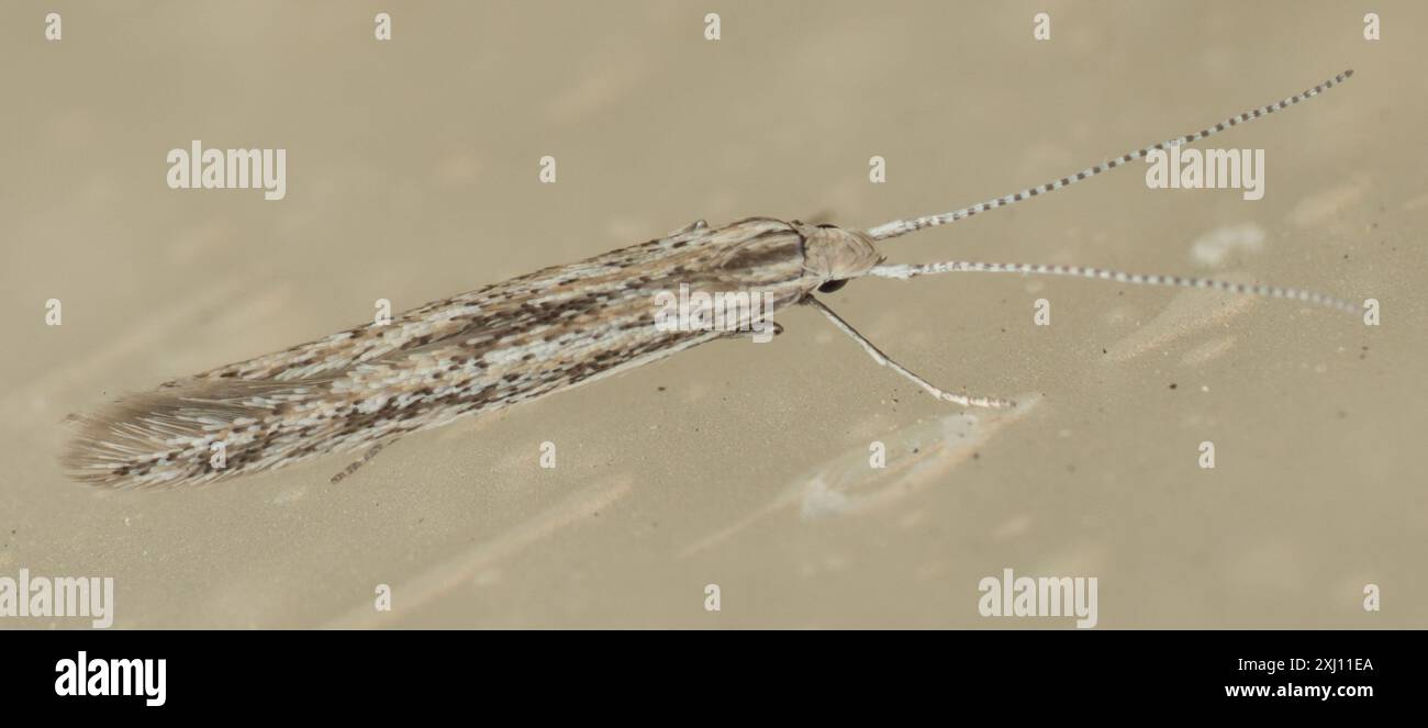 Casebearers (Coleophora) Insecta Stock Photo - Alamy