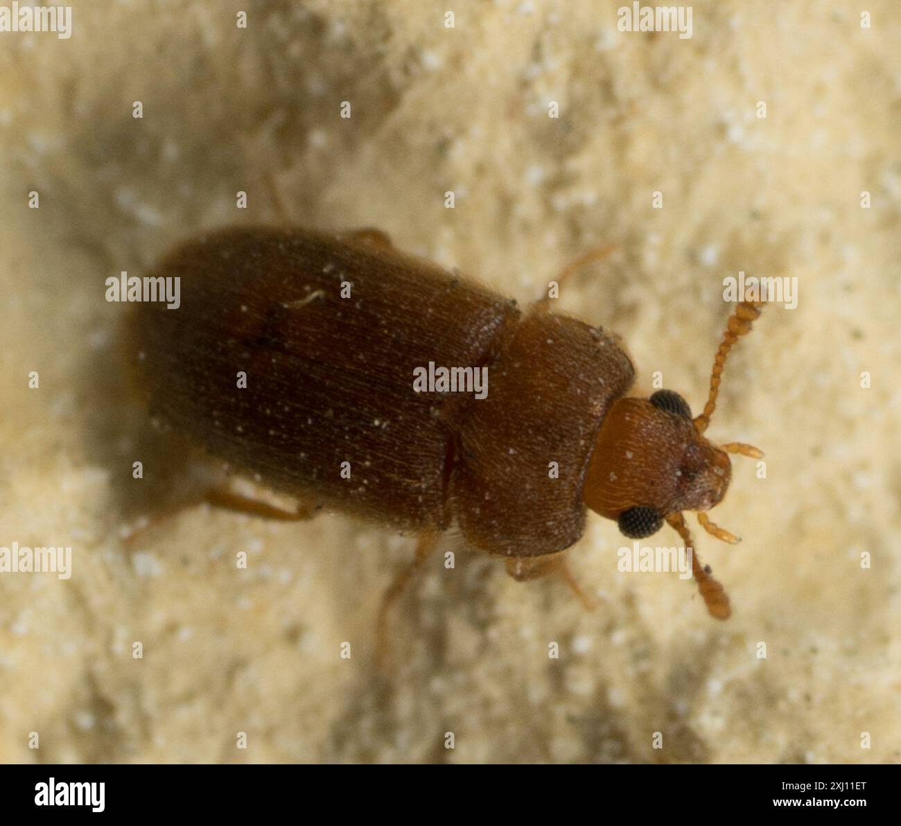 Hairy Fungus Beetle (Typhaea stercorea) Insecta Stock Photo - Alamy