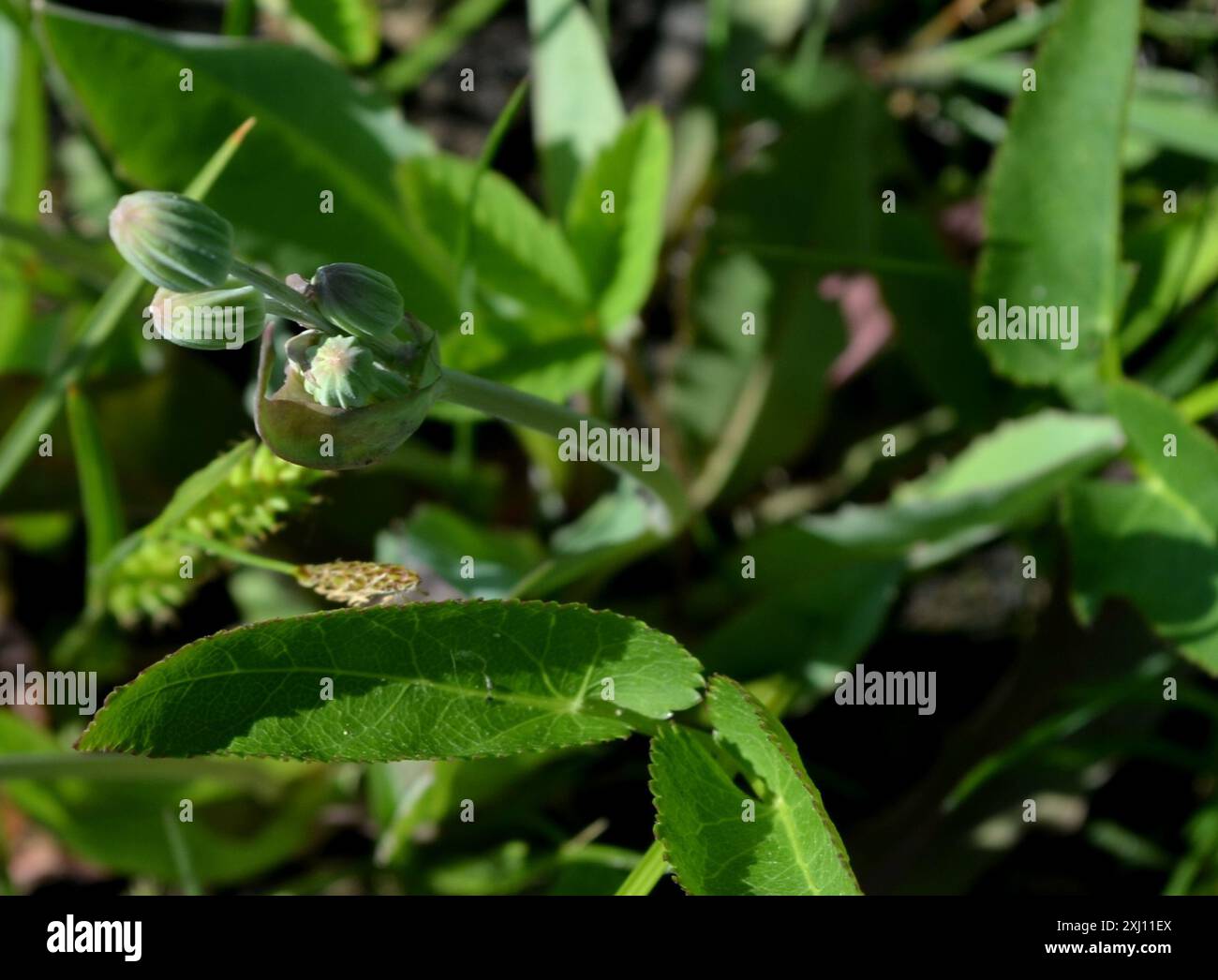 Two-flower Dwarf-dandelion (Krigia biflora) Plantae Stock Photo - Alamy