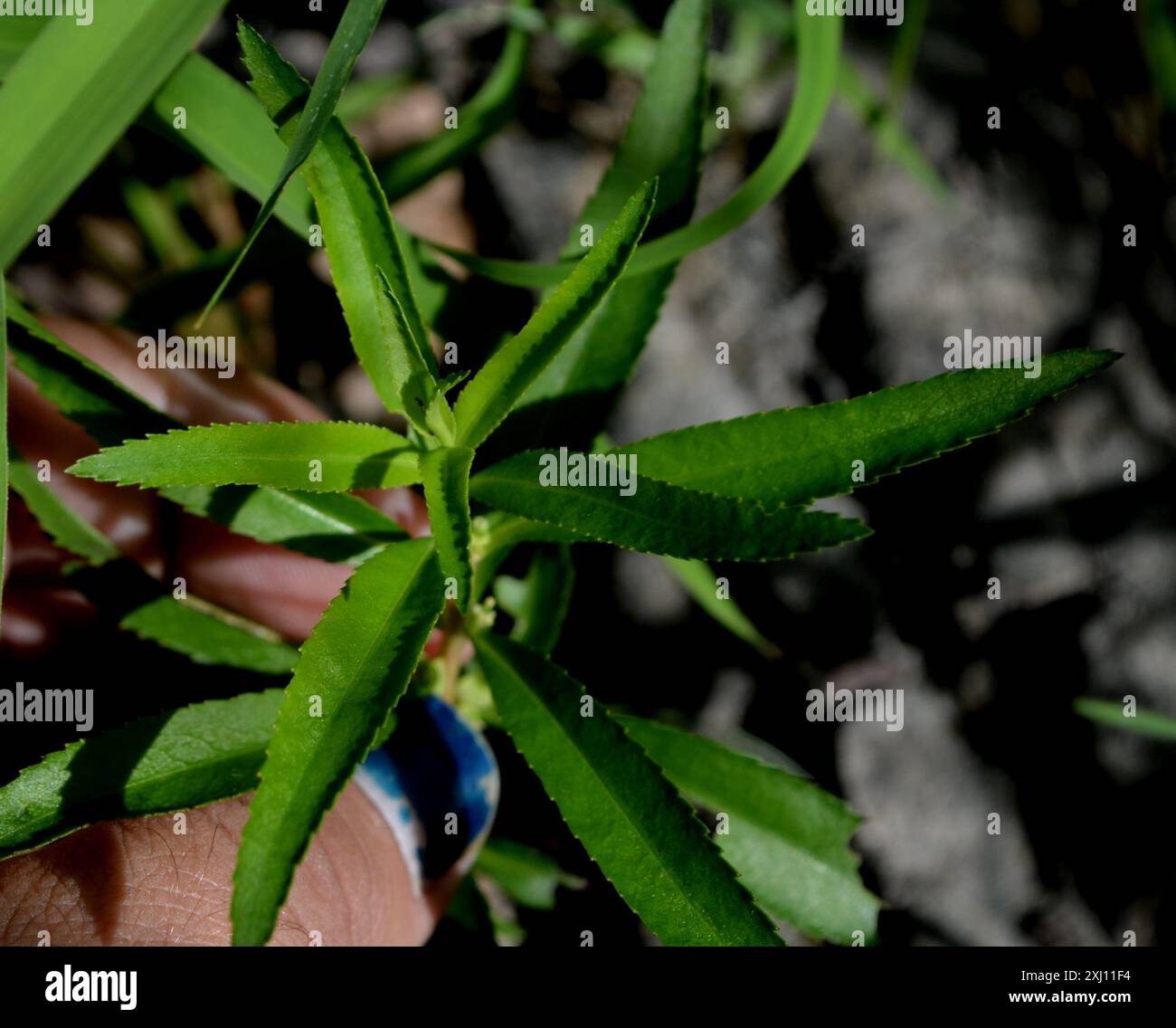 marsh mermaidweed (Proserpinaca palustris) Plantae Stock Photo - Alamy