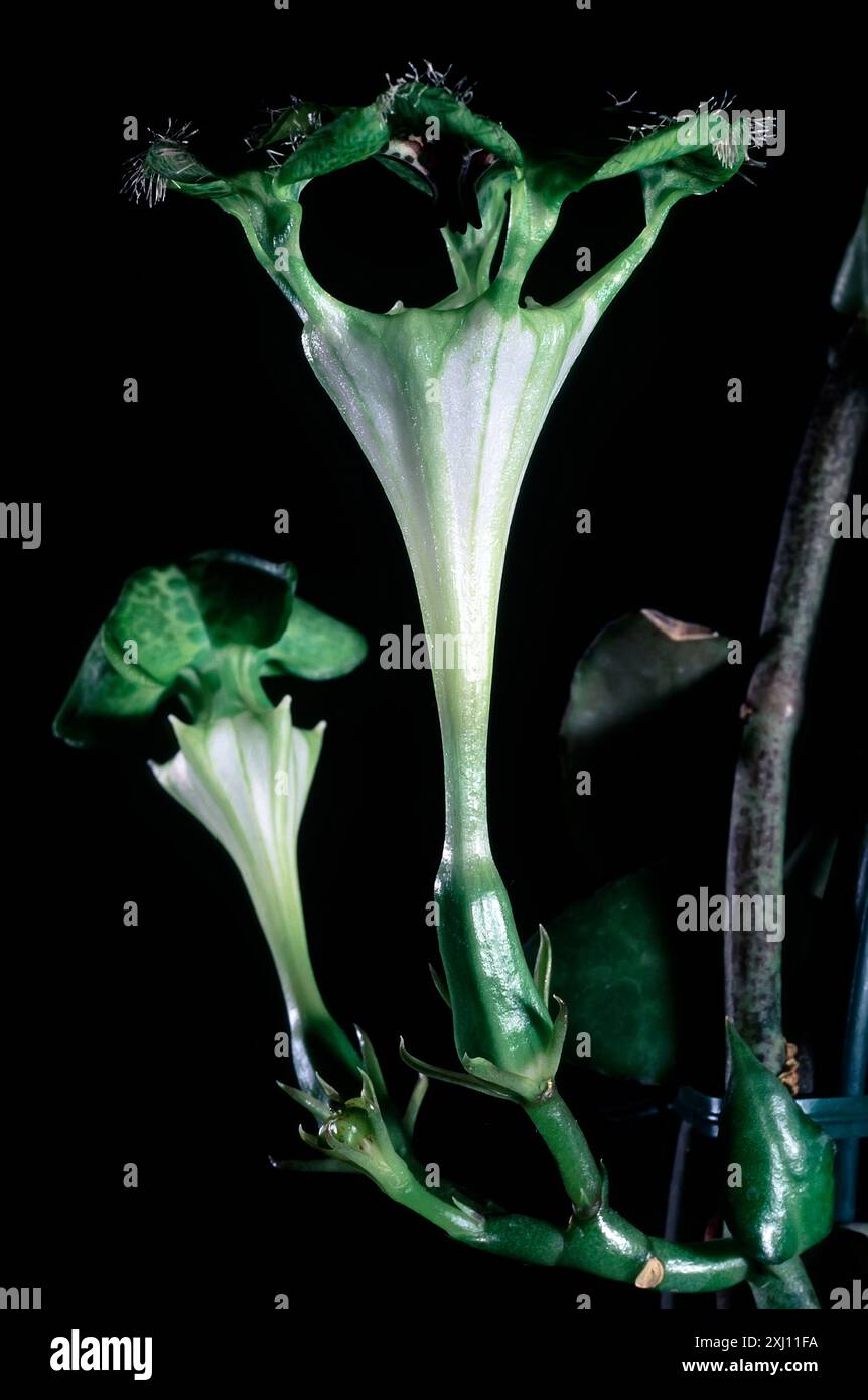 Parachute plant (Ceropegia sandersonii9, Apocynacea. Perennial herb ...