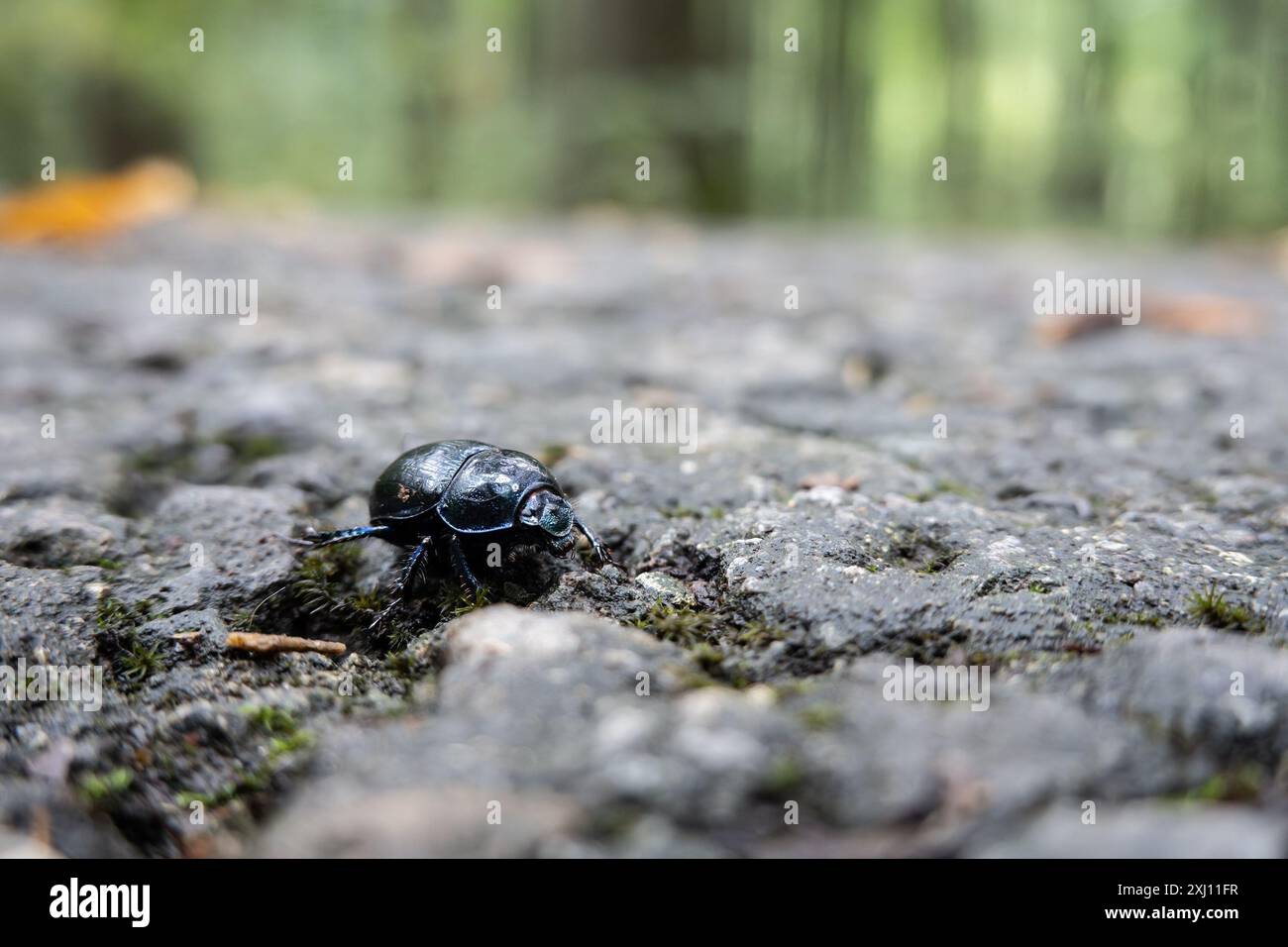 Detail of Earth-boring dung beetle on gravel road Stock Photo - Alamy
