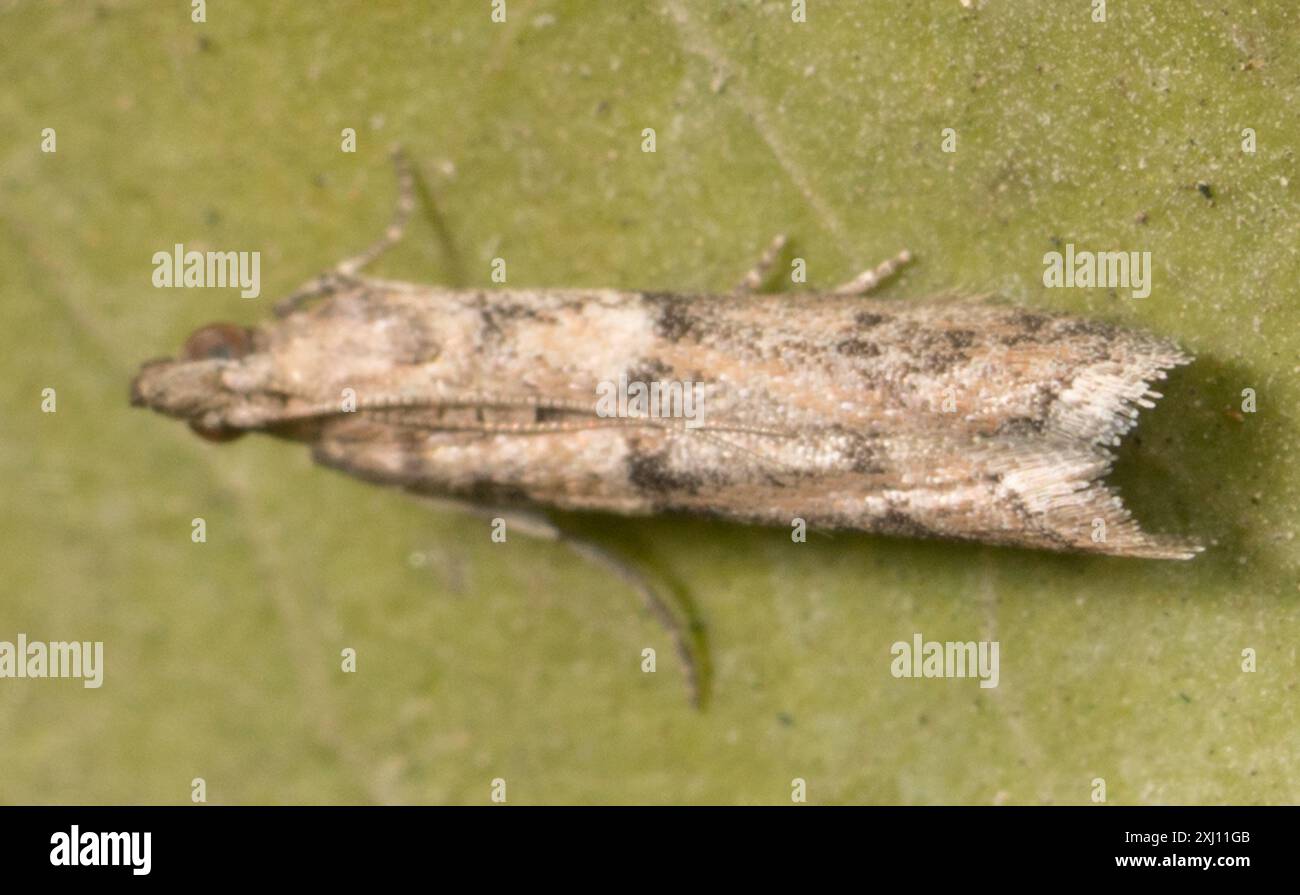 Knot-horn Moths (Phycitinae) Insecta Stock Photo - Alamy