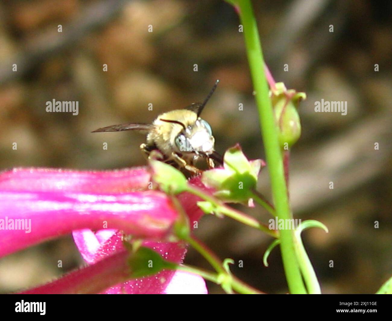 Urbane Digger Bee (Anthophora urbana) Insecta Stock Photo - Alamy
