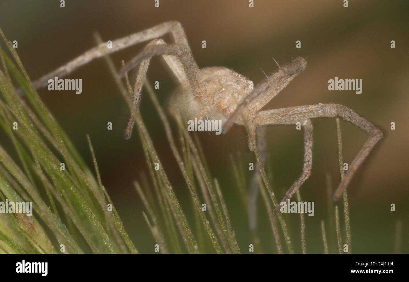 Slender crab spiders hi-res stock photography and images - Alamy