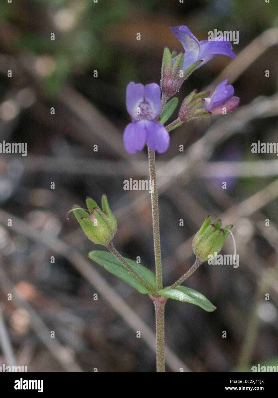Desert Mountain Blue-eyed Mary (Collinsia callosa) Plantae Stock Photo ...