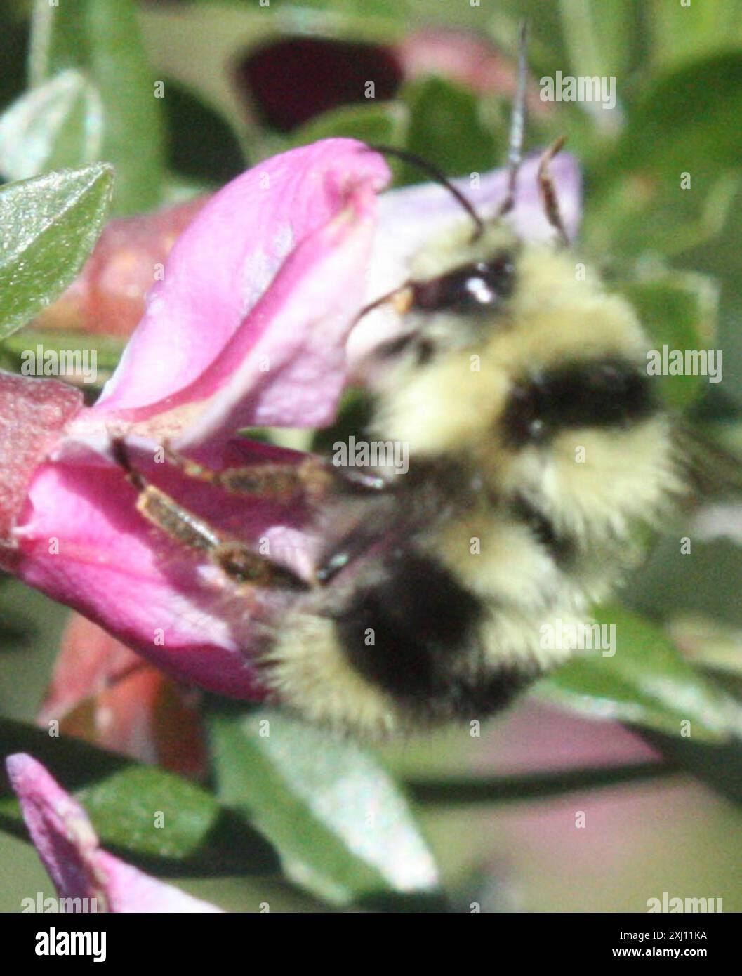 Black-tailed Bumble Bee (Bombus melanopygus) Insecta Stock Photo - Alamy