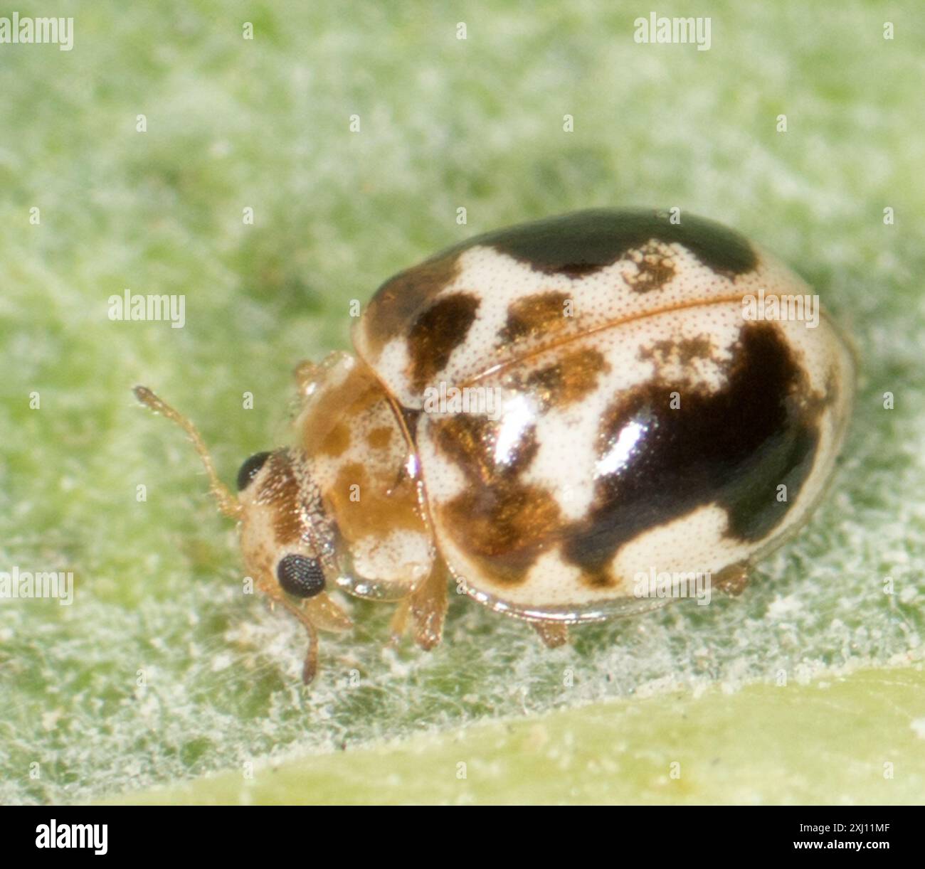 Kidney-spotted Fairy Lady Beetle (Psyllobora renifer) Insecta Stock ...