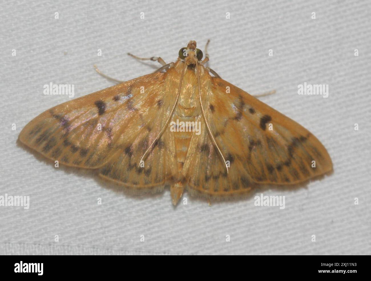 Patania hi-res stock photography and images - Alamy