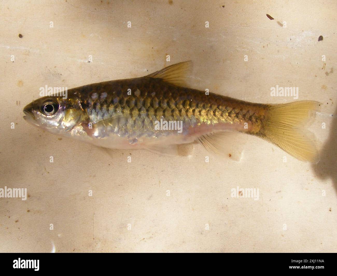 Orange-fin barb (Enteromius eutaenia) Actinopterygii Stock Photo - Alamy