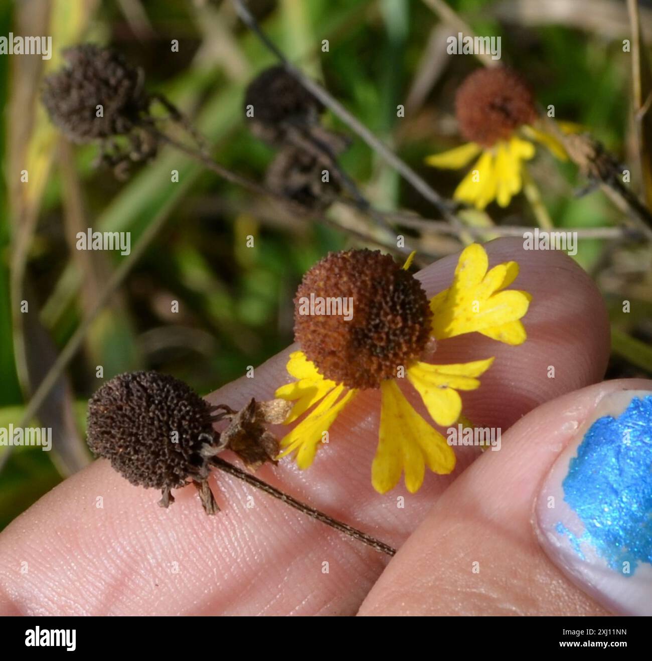 Southern Sneezeweed (Helenium flexuosum) Plantae Stock Photo - Alamy