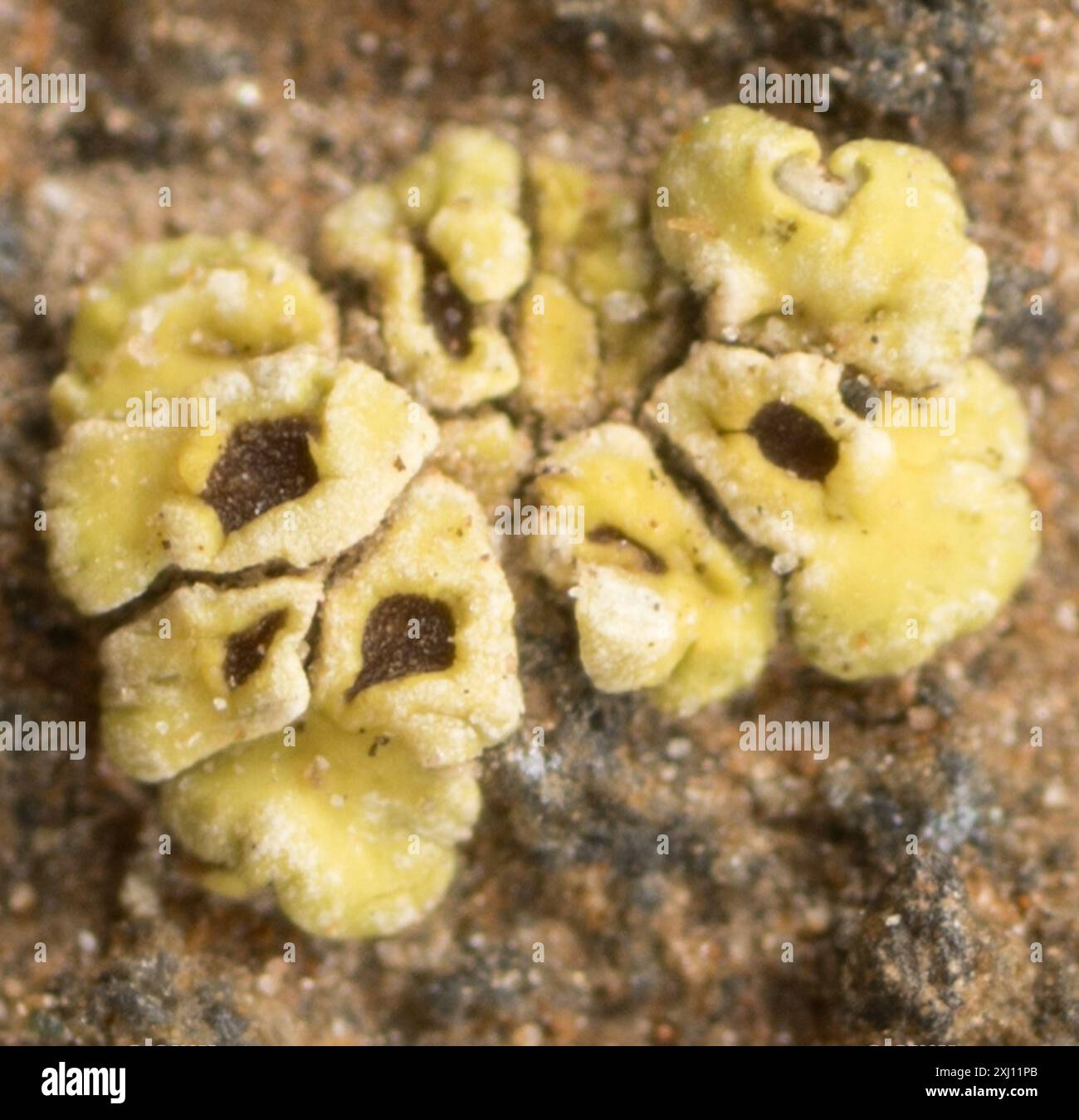 Soil Paint Lichen (Acarospora schleicheri) Fungi Stock Photo - Alamy