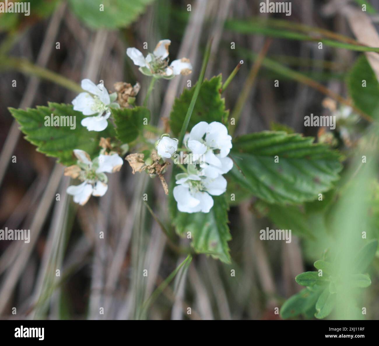 brambles (Rubus) Plantae Stock Photo - Alamy