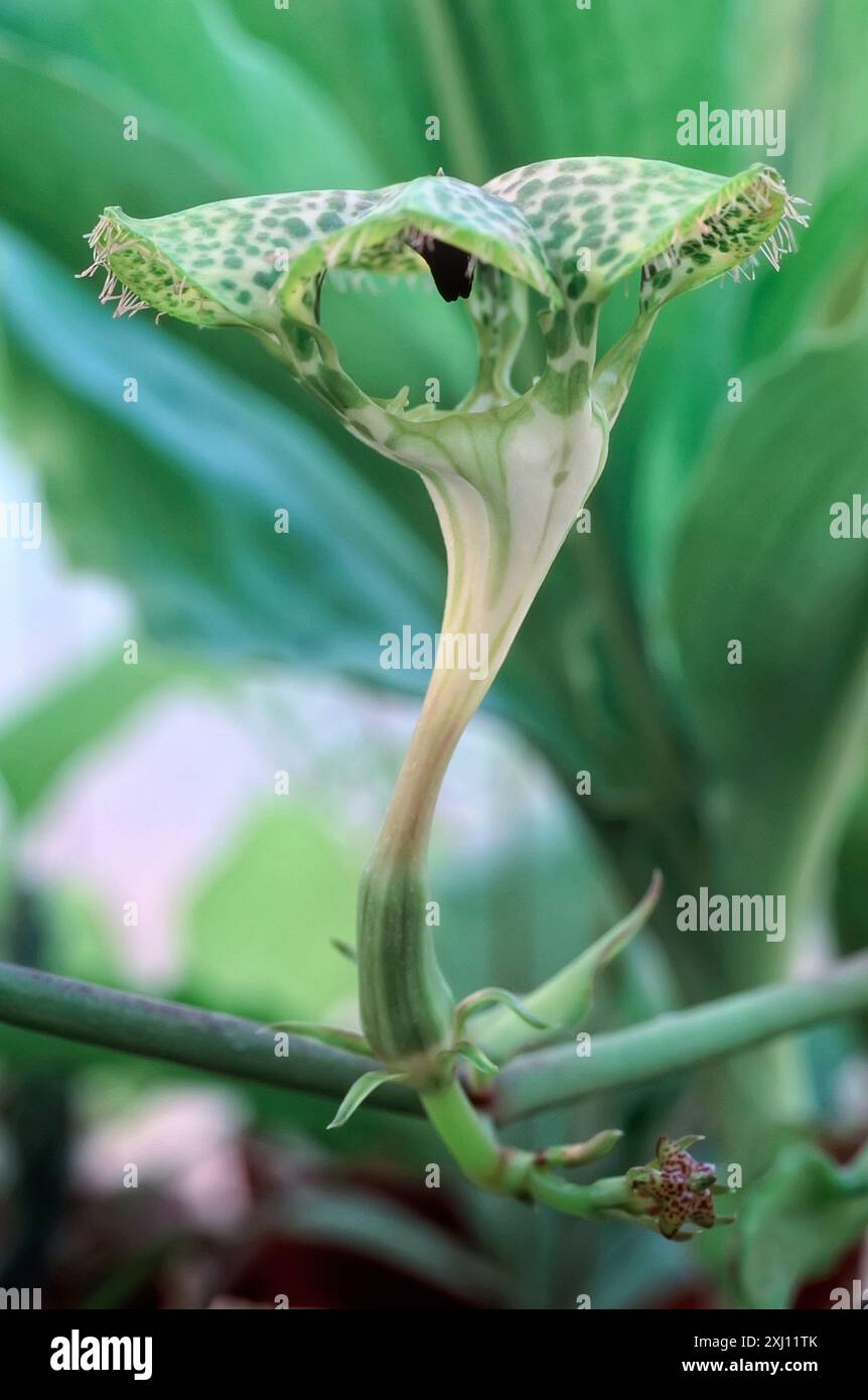 Parachute plant (Ceropegia sandersonii9, Apocynacea. Perennial herb ...