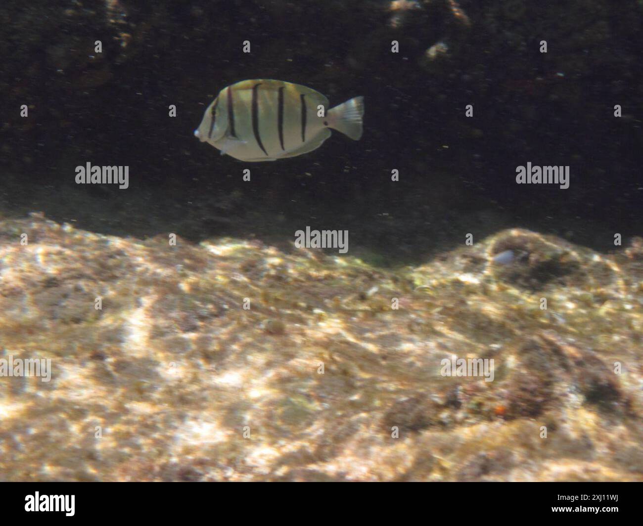 Convict Surgeonfish (Acanthurus triostegus) Actinopterygii Stock Photo ...