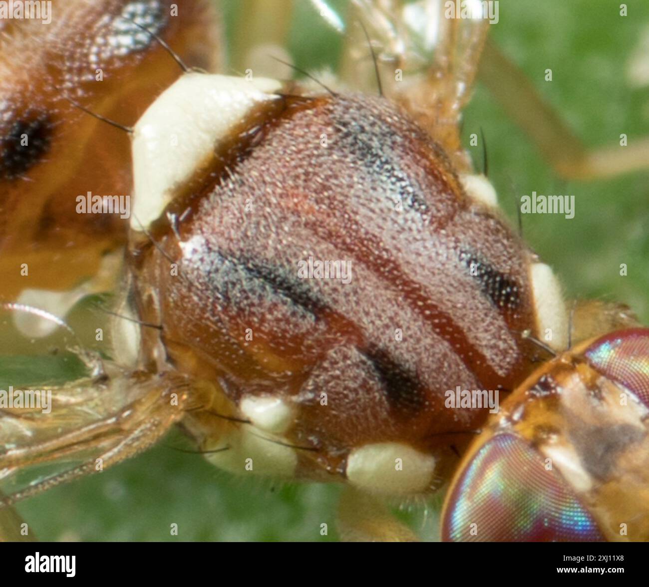 Olive fruit fly bactrocera oleae hi-res stock photography and images ...