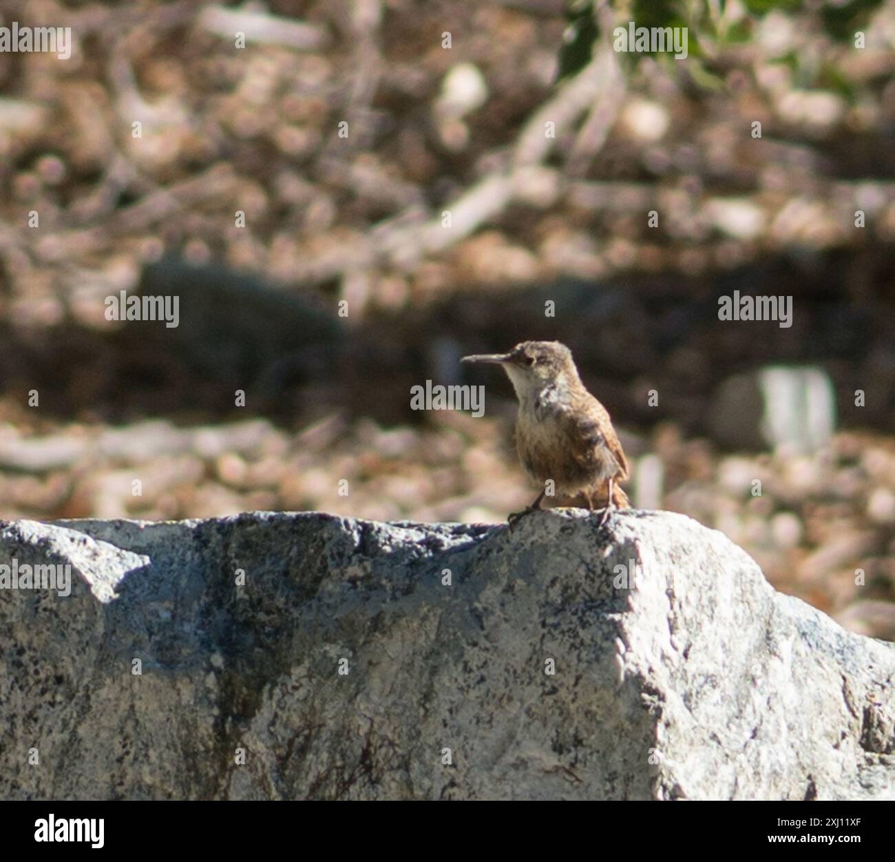 Canyon Wren (Catherpes mexicanus) Aves Stock Photo - Alamy