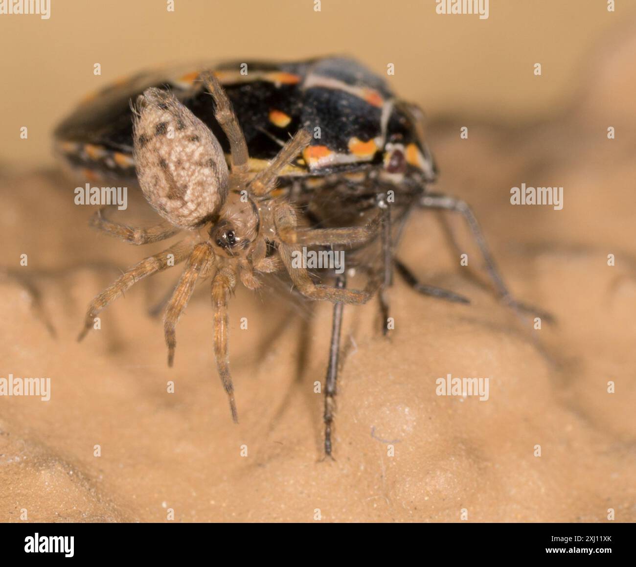 Oecobius navus hi-res stock photography and images - Alamy