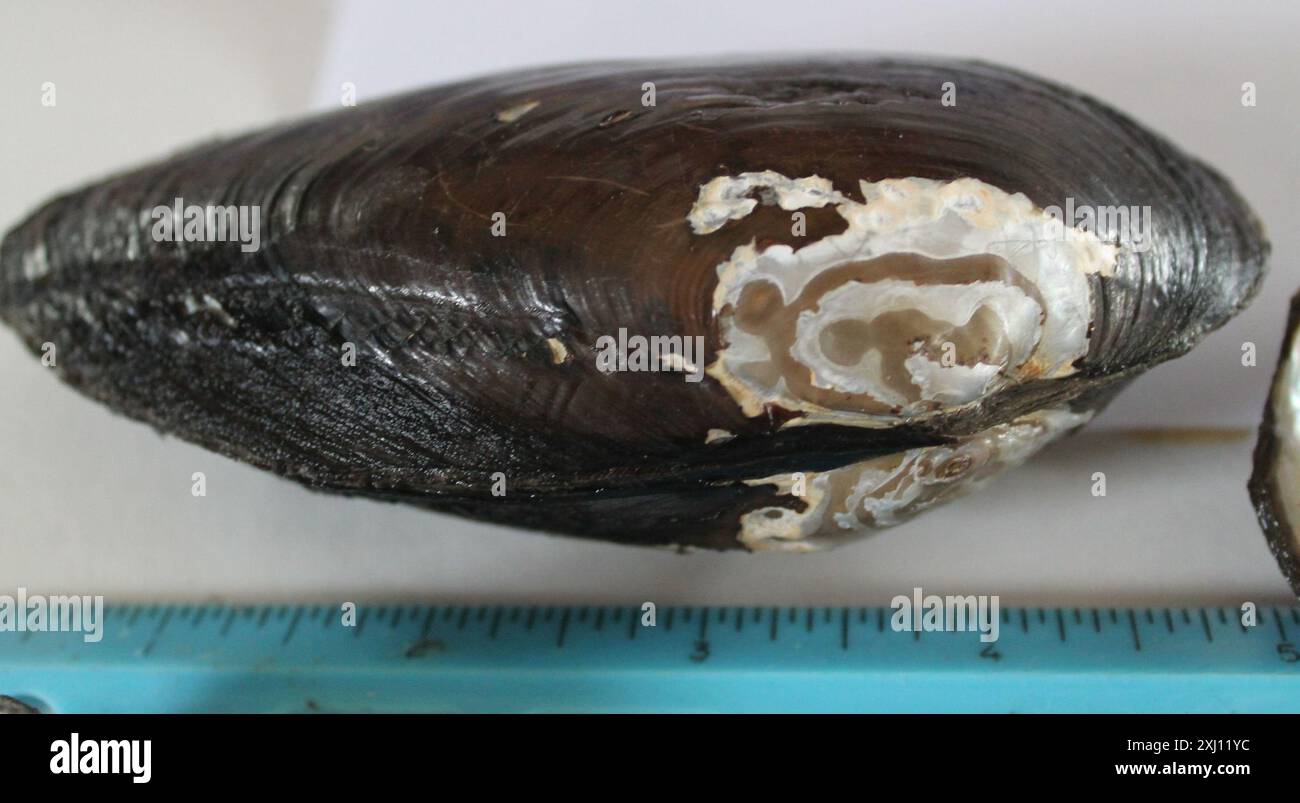 Pondhorn (Uniomerus tetralasmus) Mollusca Stock Photo - Alamy