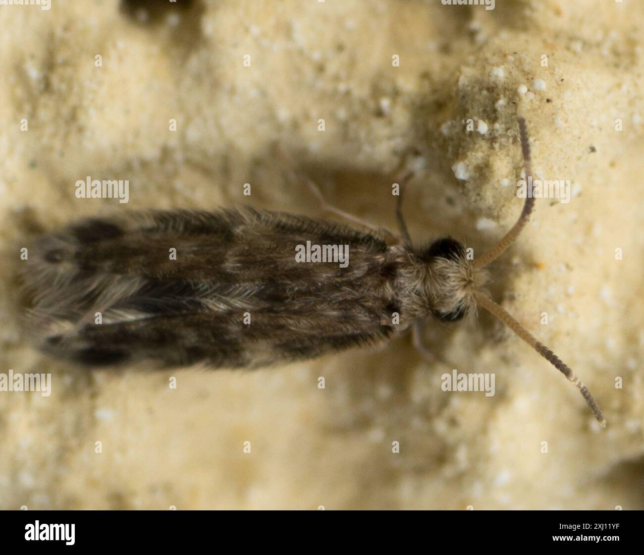 Microcaddisflies (Hydroptilidae) Insecta Stock Photo - Alamy