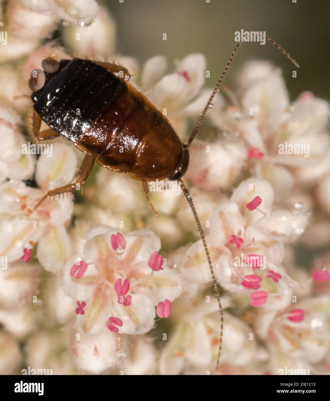 Western Wood Cockroach (Parcoblatta americana) Insecta Stock Photo - Alamy