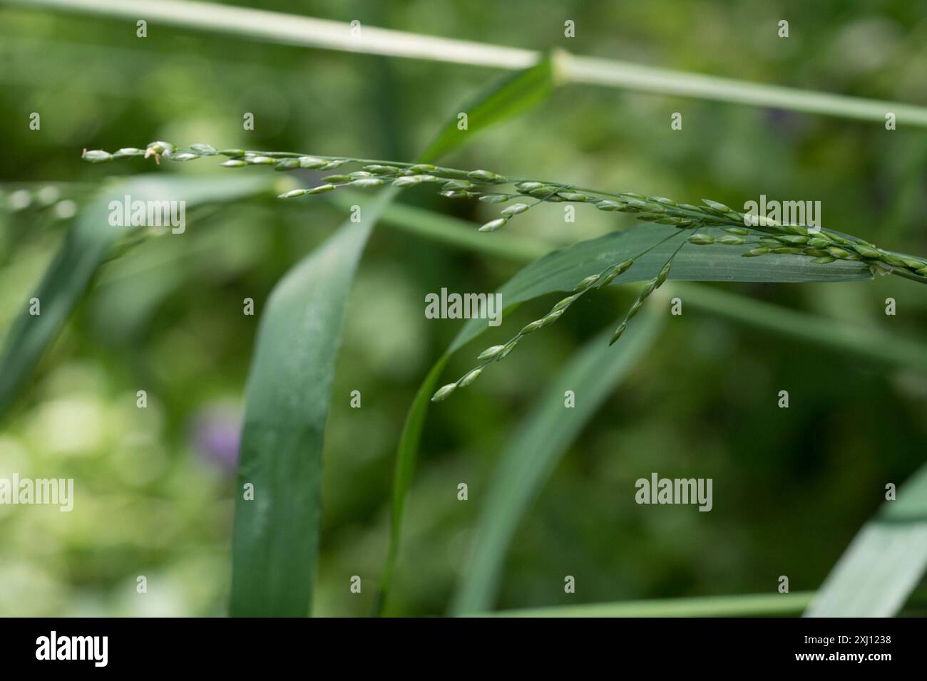 grasses (Poaceae) Plantae Stock Photo - Alamy