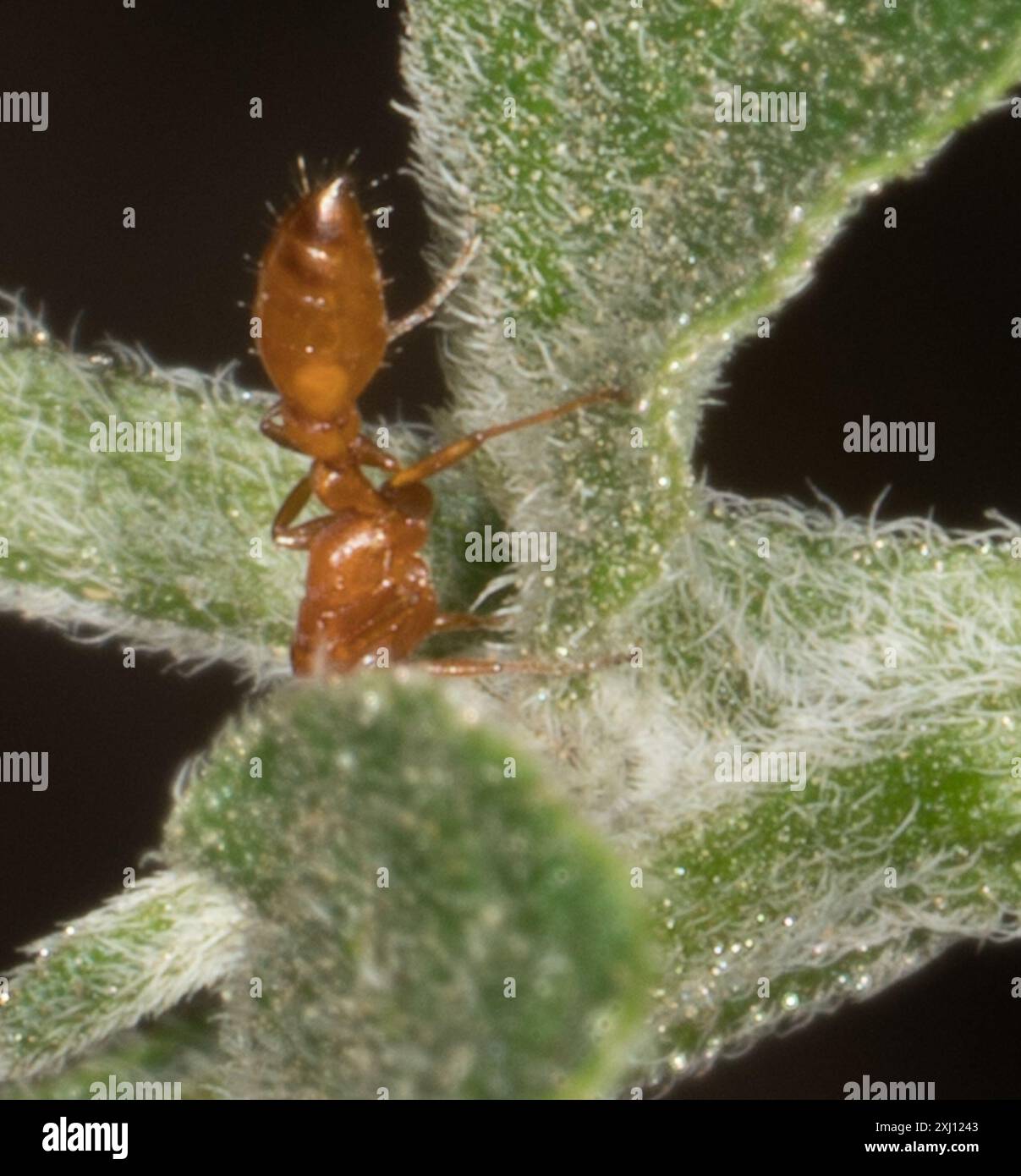 Apache Twig Ant (Pseudomyrmex apache) Insecta Stock Photo - Alamy