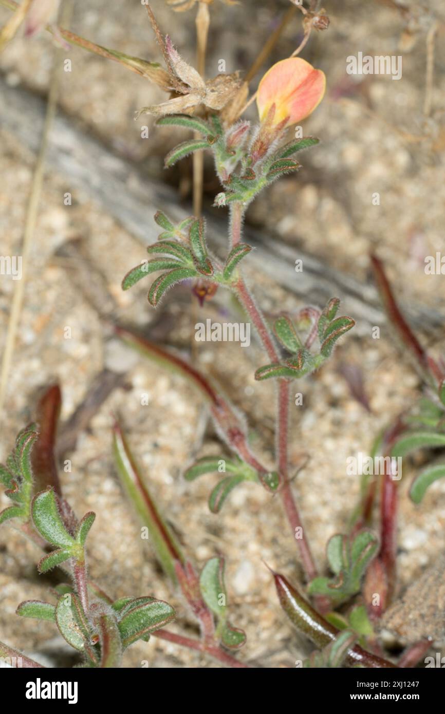 Strigose lotus hi-res stock photography and images - Alamy