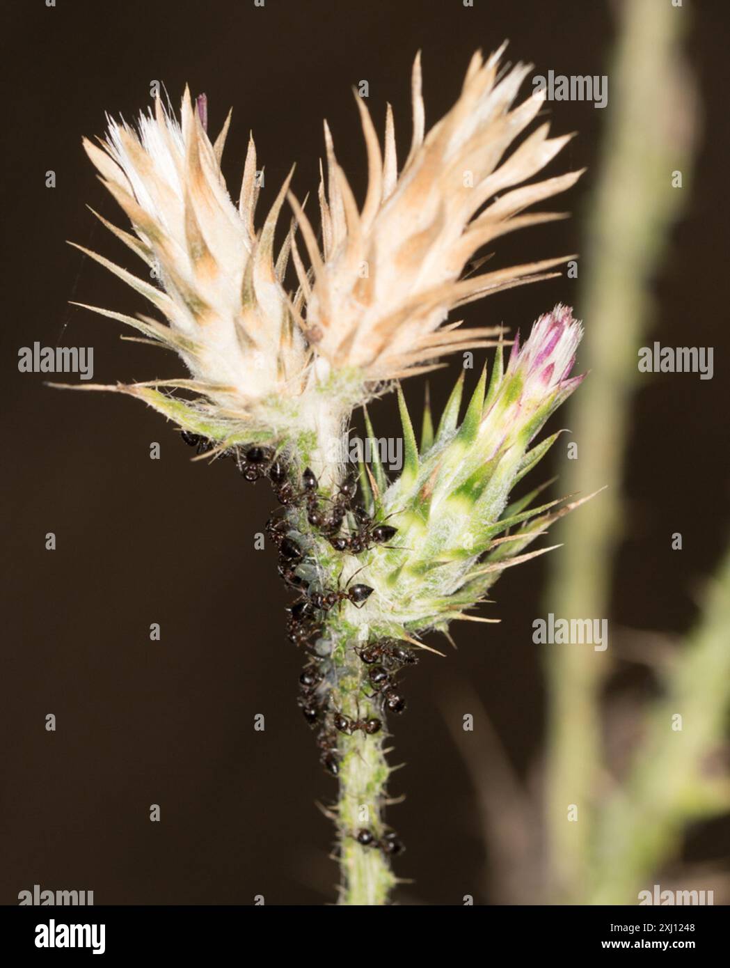 Acrobat Ants and Cocktail Ants (Crematogaster) Insecta Stock Photo - Alamy