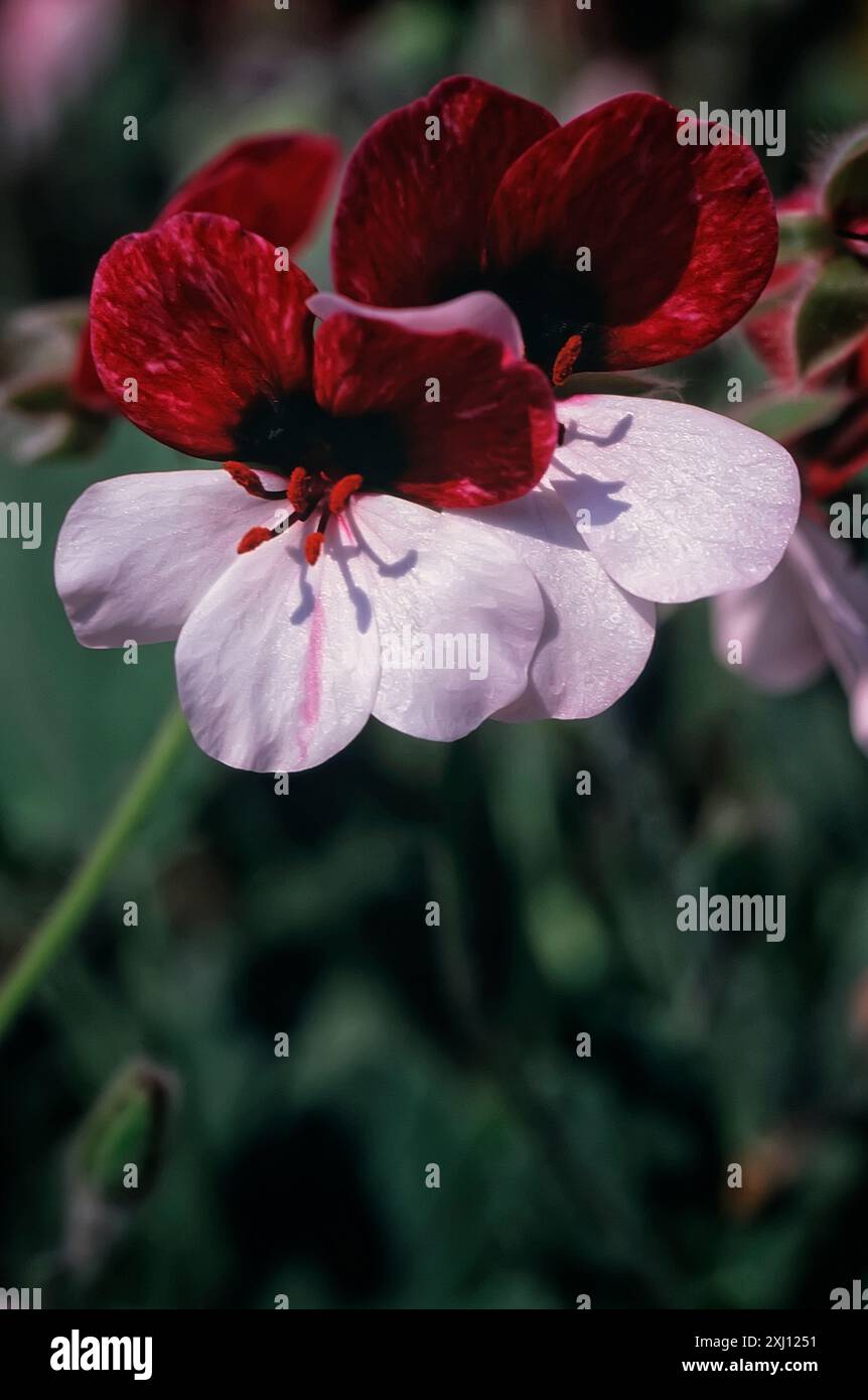 Pelargonium cv. Splendide, Geraniaceae. Hybrid geranium between ...