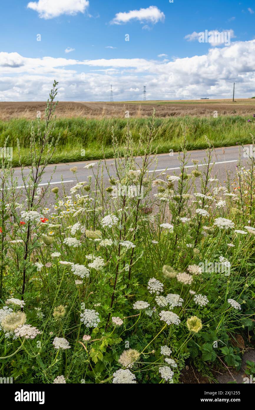 Roadside in summer, flowered shoulder path Stock Photo - Alamy