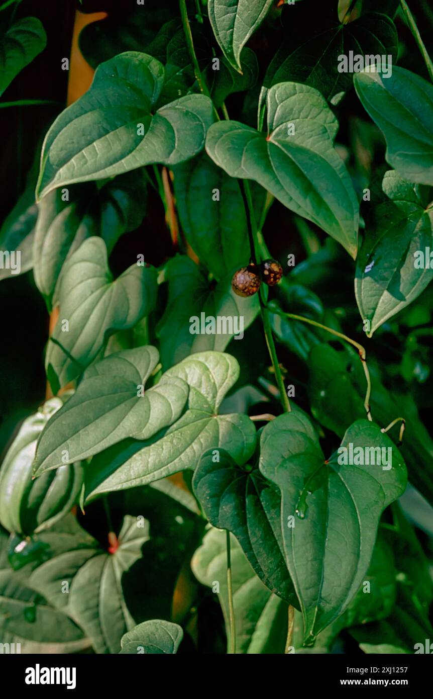 Chinese yam (Dioscorea polystachya), Dioscoreaceae. perennial climbing ...