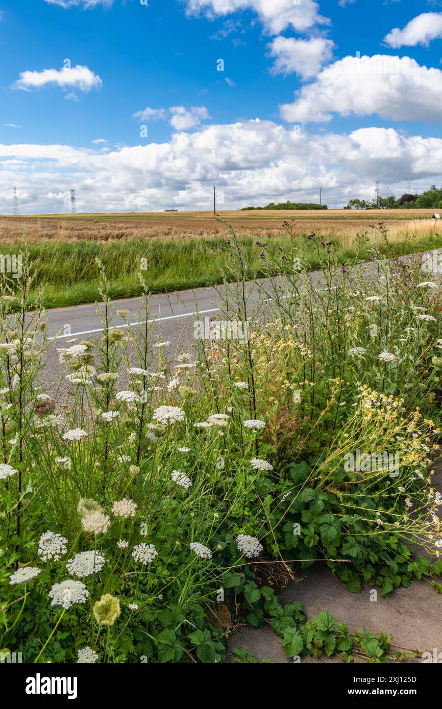 Roadside in summer, flowered shoulder path Stock Photo - Alamy