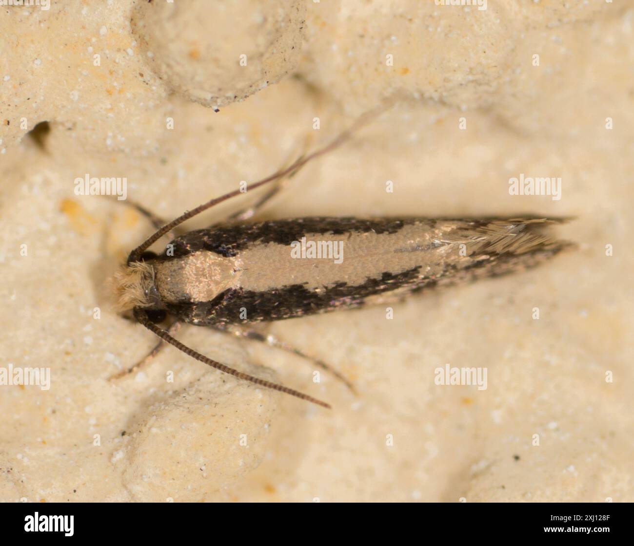 Bird Nest Moth (Monopis crocicapitella) Insecta Stock Photo - Alamy