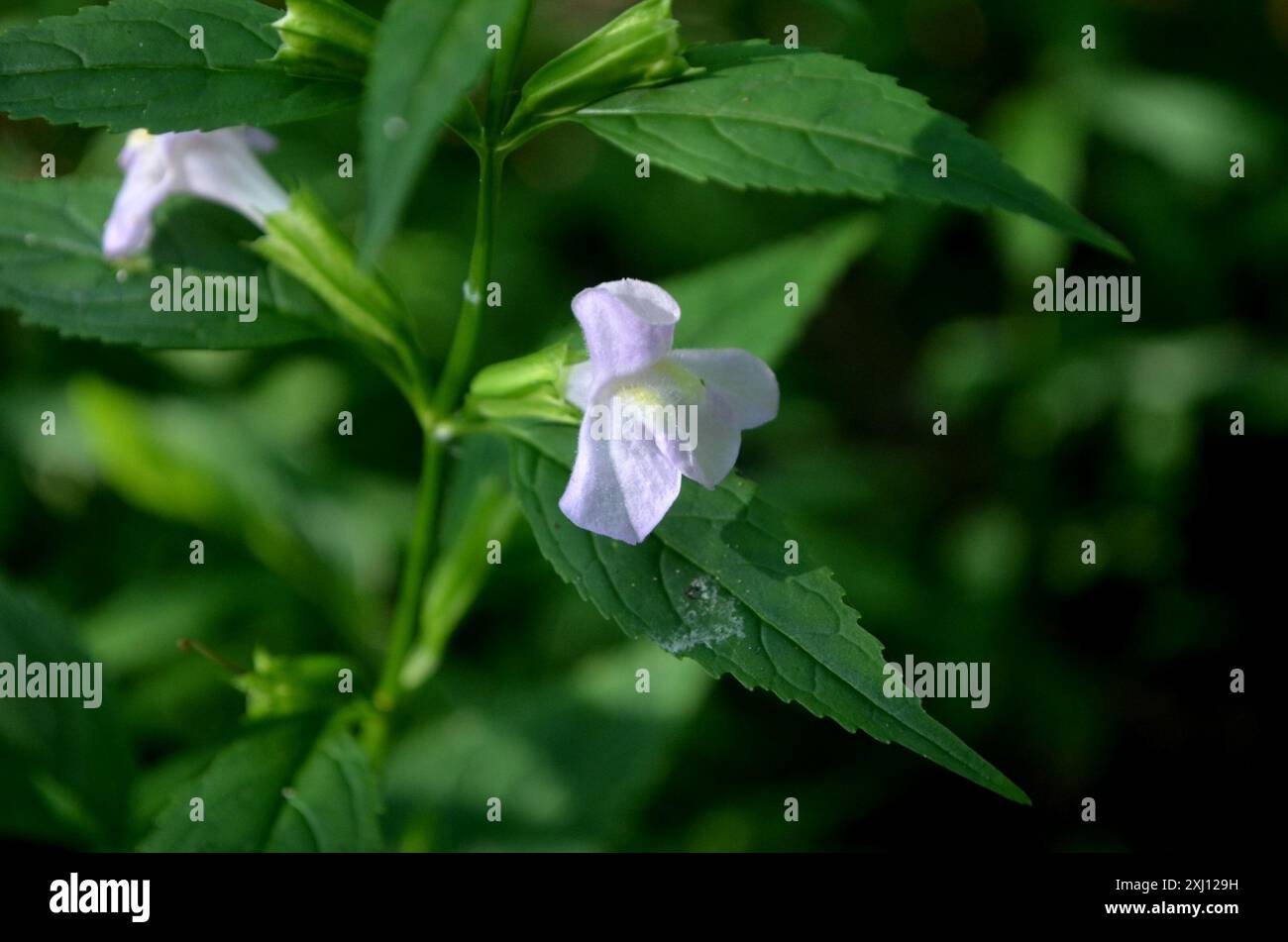 sharpwing monkeyflower (Mimulus alatus) Plantae Stock Photo - Alamy