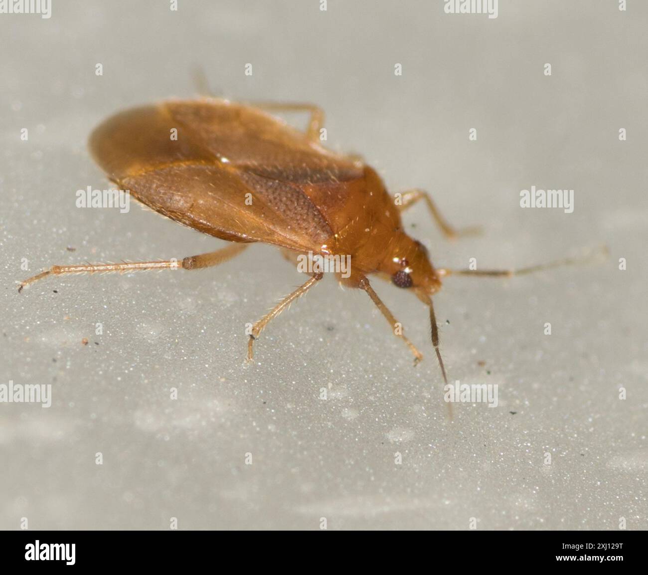 Minute pirate bugs (Anthocoridae) Insecta Stock Photo - Alamy