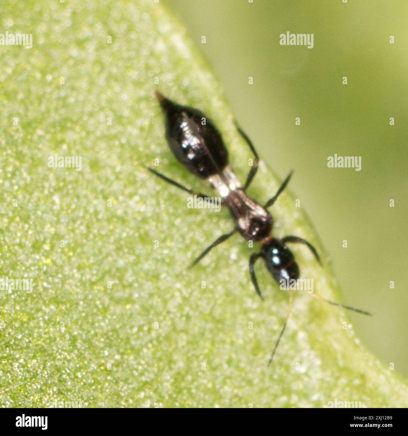 Franklinothrips vespiformis hi-res stock photography and images - Alamy