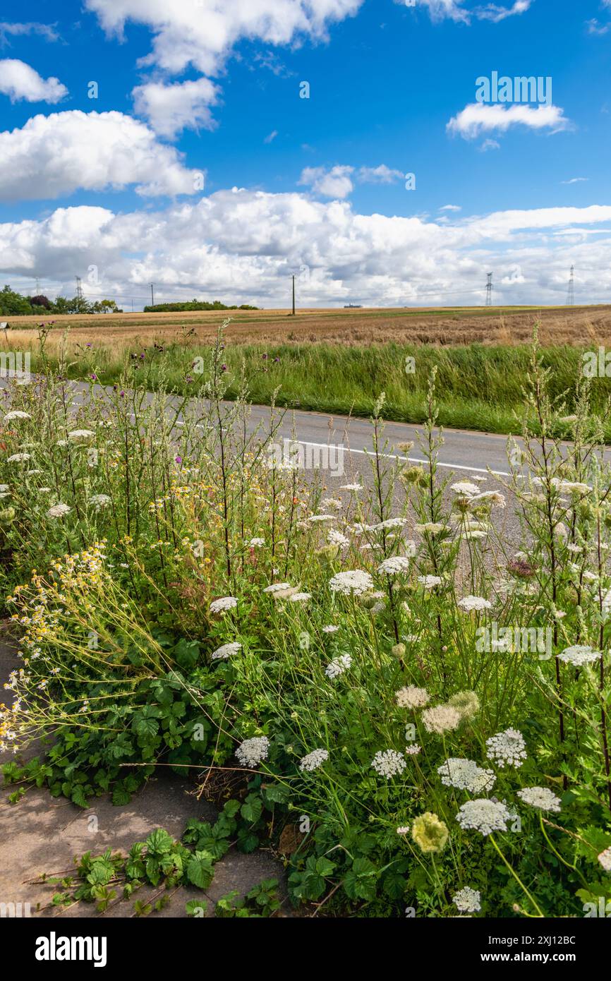 Roadside in summer, flowered shoulder path Stock Photo - Alamy