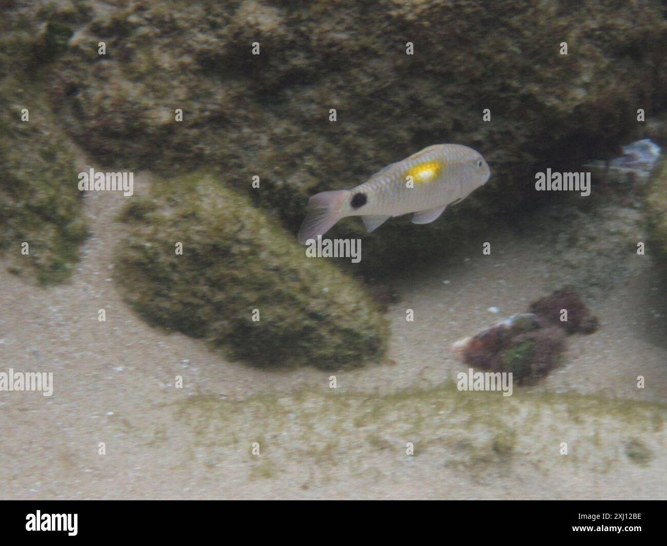 Yellowspot Goatfish (Parupeneus indicus) Actinopterygii Stock Photo - Alamy